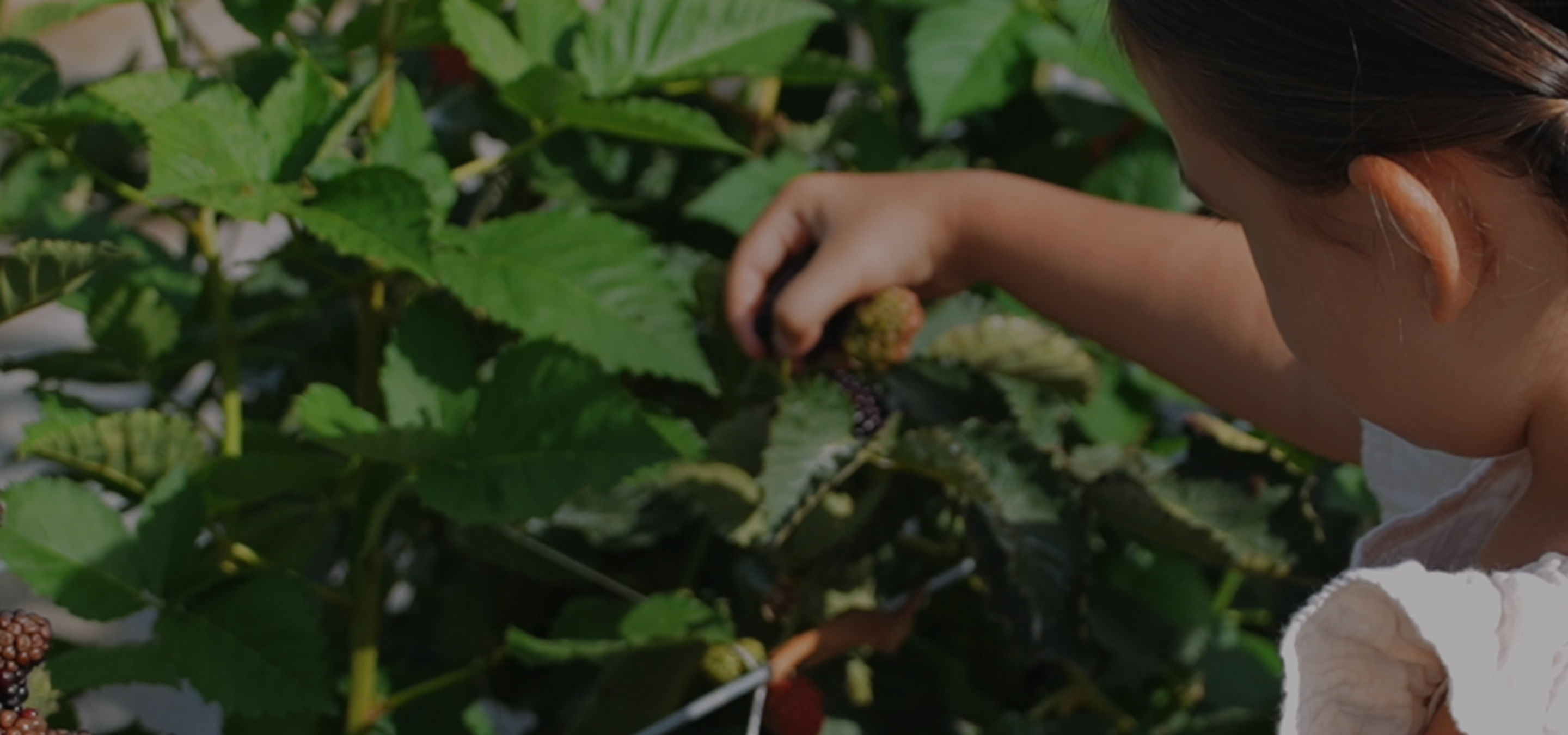 Anasayfa | Berry Hill